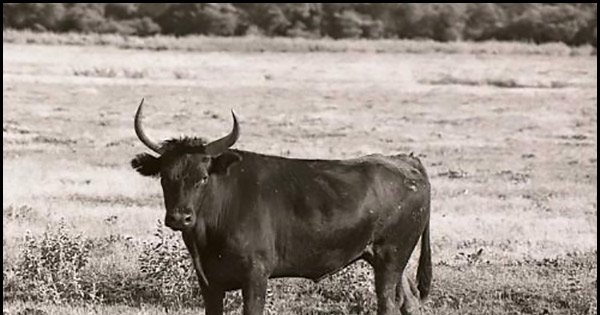 Ourrias (manade Jean Lafont) - Bouvine et Traditions