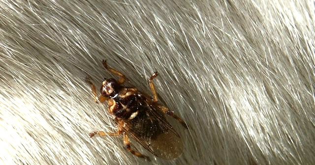 mouche-plate - Bouvine et Traditions